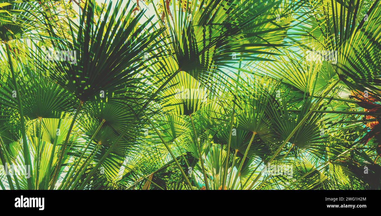 Branches with leaves of Chamaerops humilis palm trees. Tropical ...