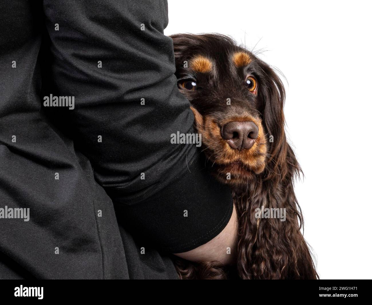 Adult choc and tan Cocker Spaniel dog, laying in arms of owner. Looking ...