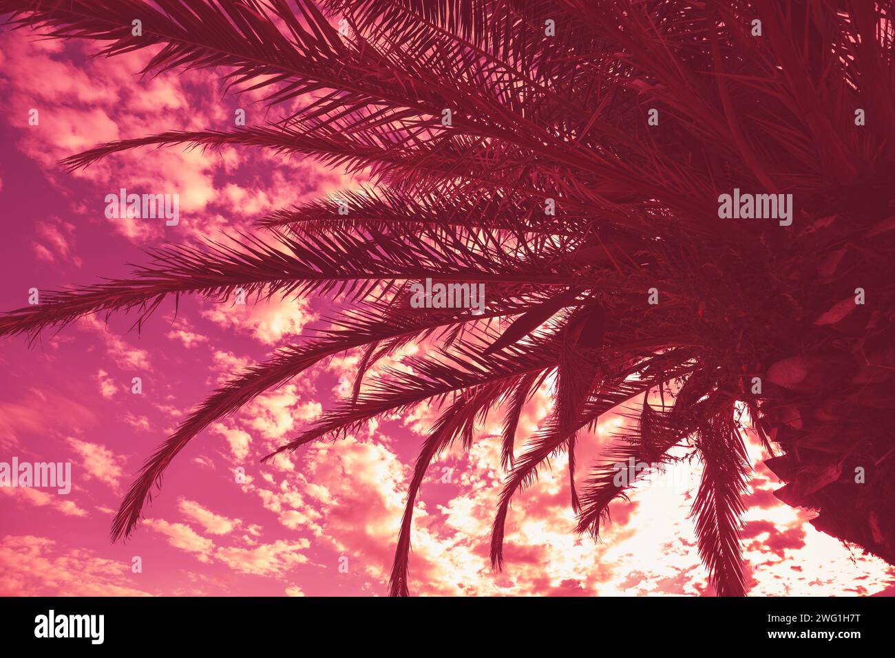 Silhouette of tall palm trees. Tropical evening landscape. Magenta ...