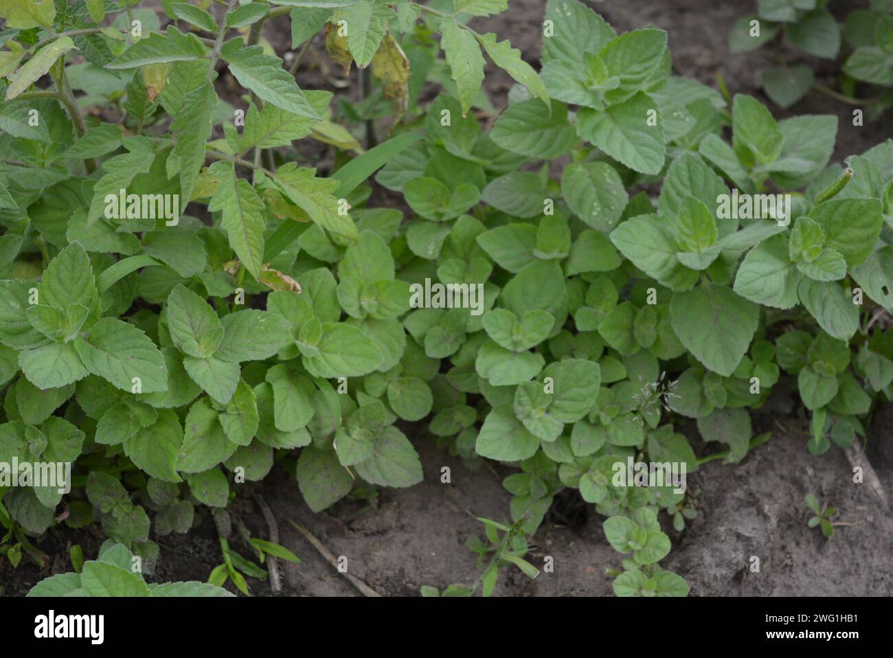 Mint bushes hi-res stock photography and images - Alamy
