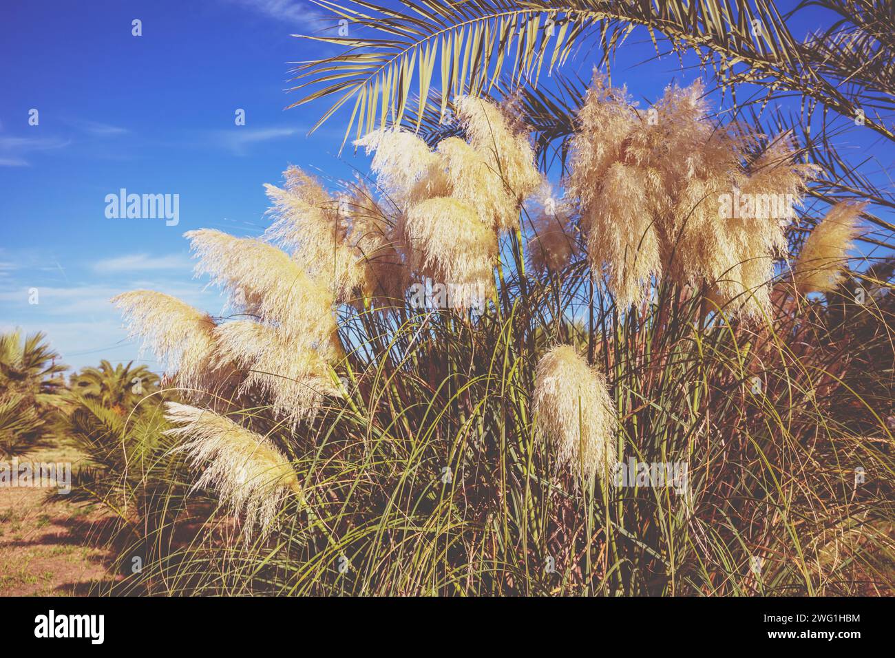Pampas grass grow in a palm grove on a sunny day Stock Photo - Alamy