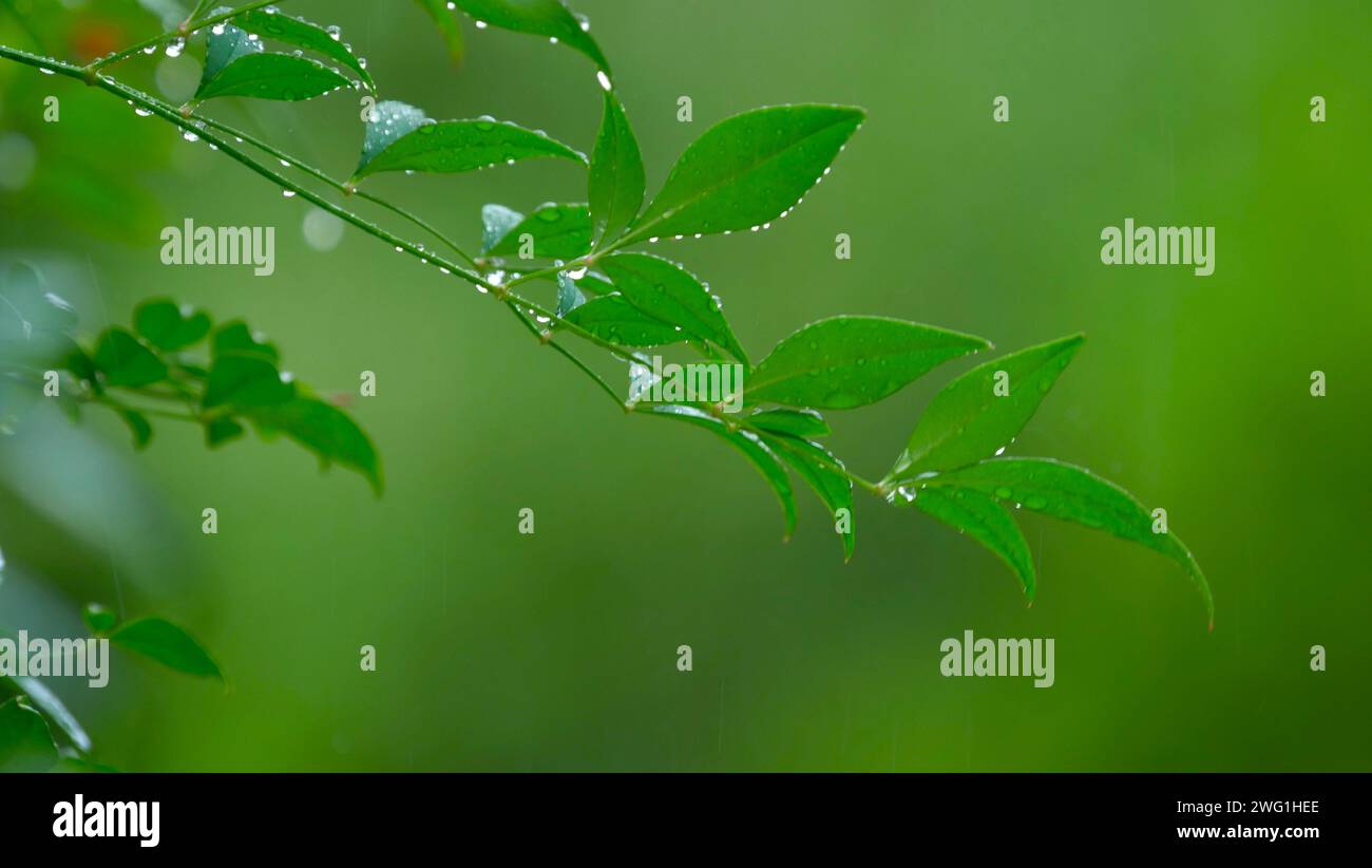 Wet twig hi-res stock photography and images - Alamy