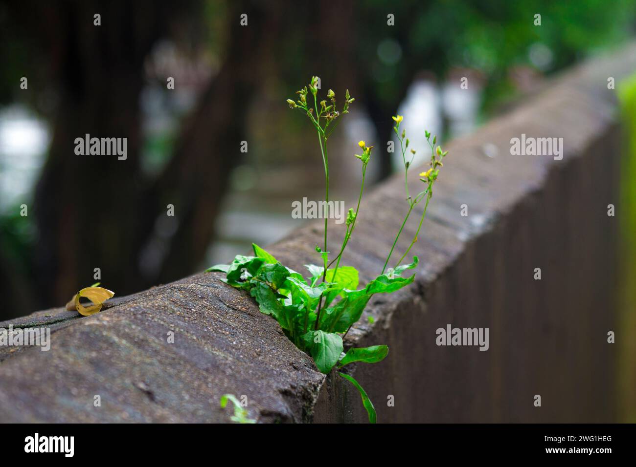 A small plant thrives amidst two ledges, adjacent to a serene water ...