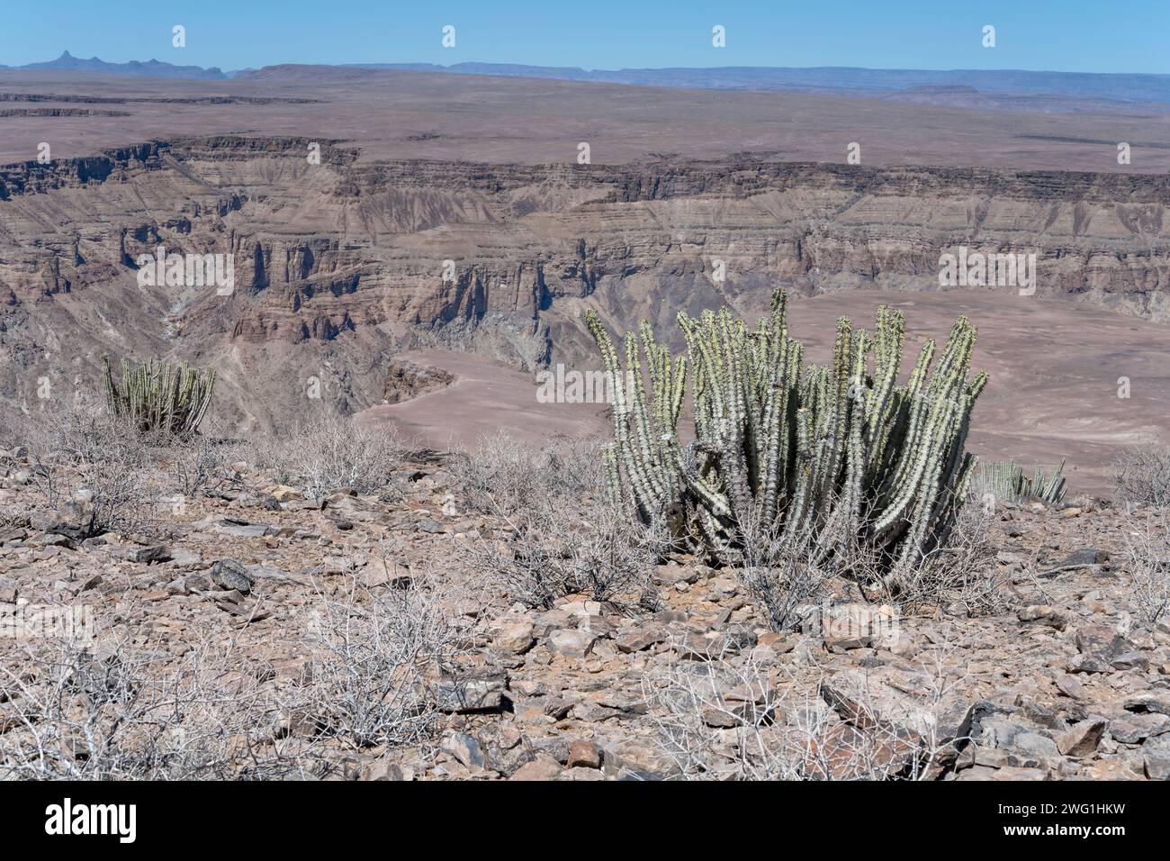 landscape with Euphorbia succulent on plateau edge near Sunset ...