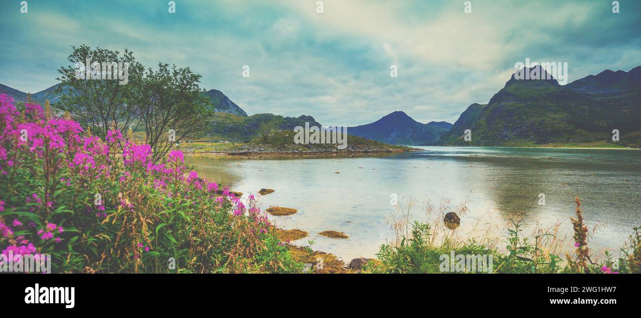 View of the fjord. Rocky seashore with a cloudy blue sky. Blooming pink ...