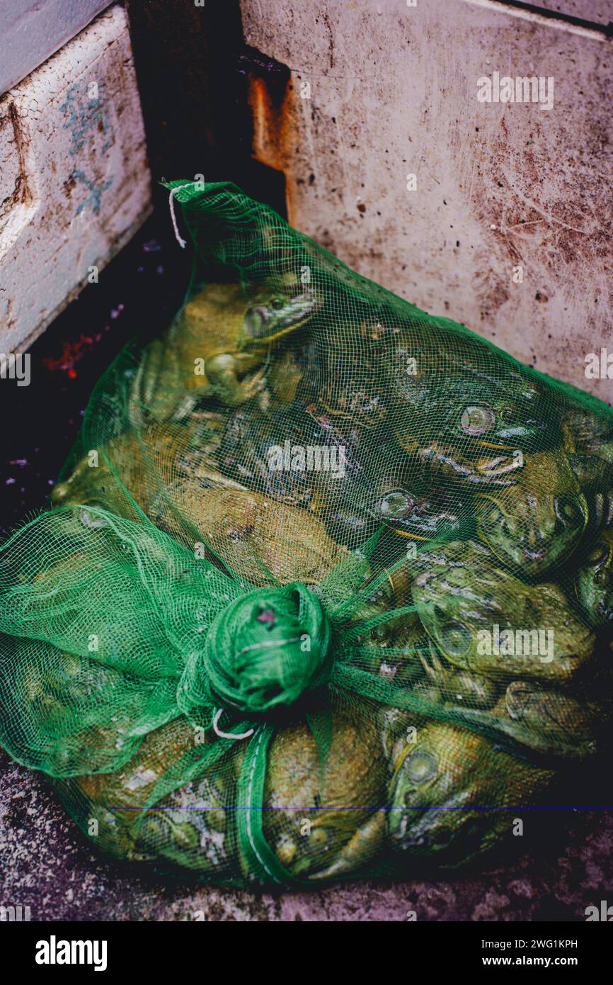 Frogs of china hi-res stock photography and images - Alamy