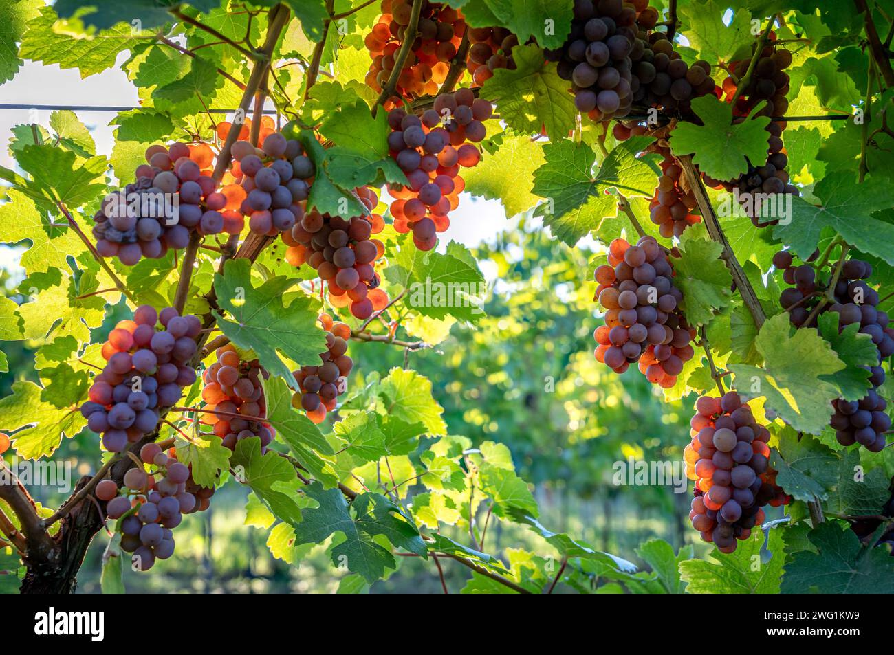Alsatian Vineyard. View details of vines and bunches of grapes along ...