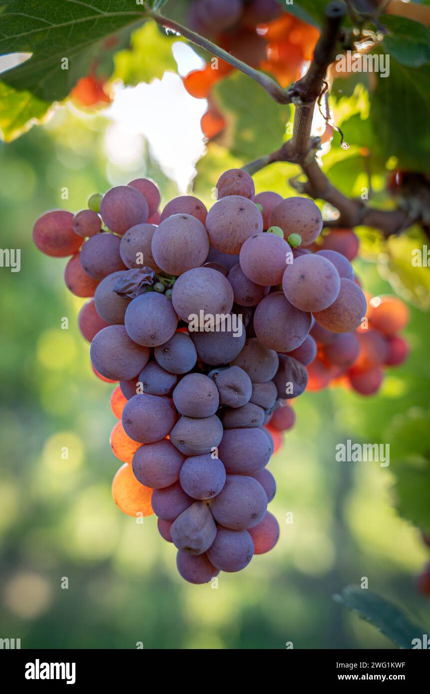 Alsatian Vineyard. View details of vines and bunches of grapes along ...