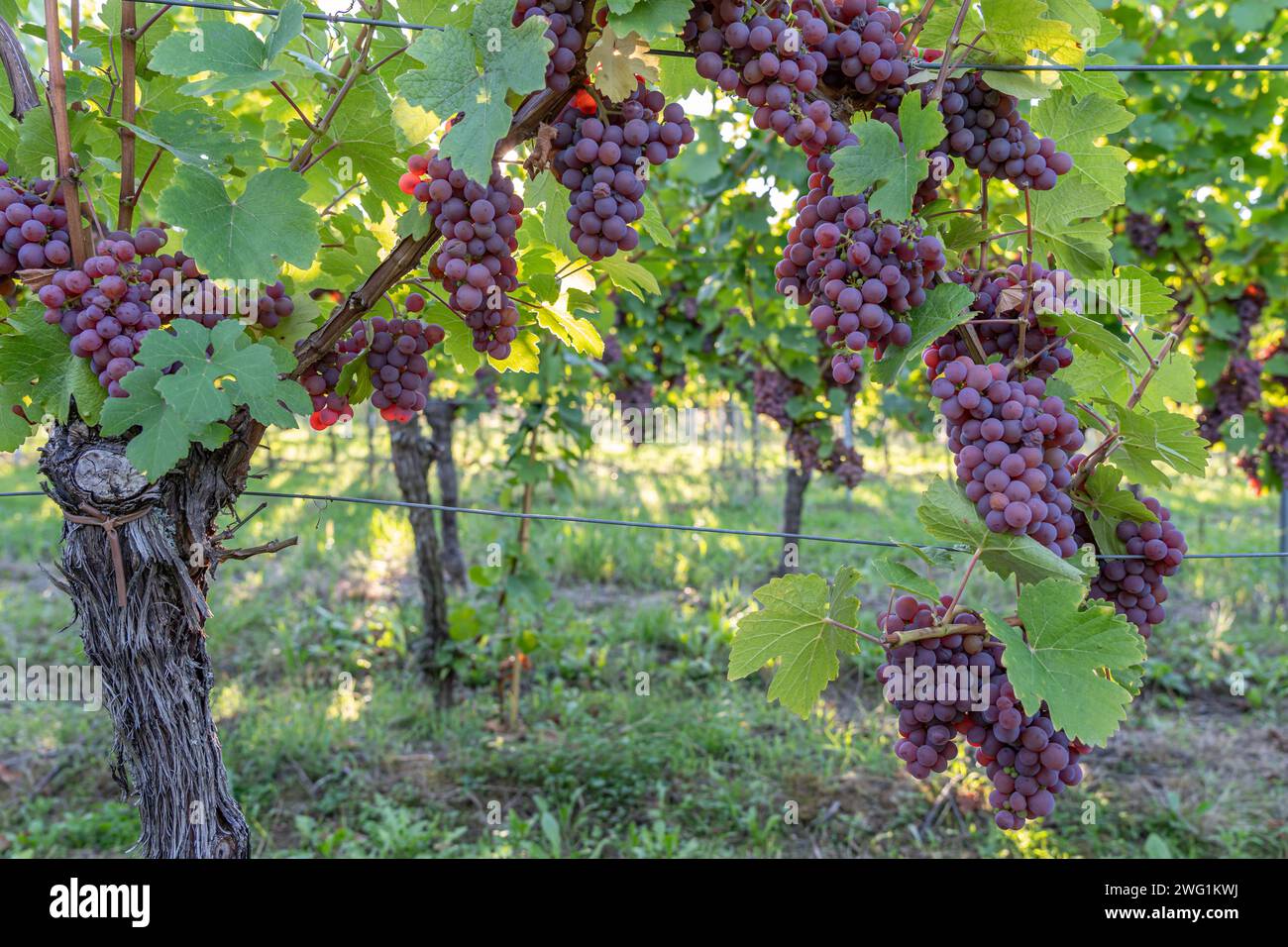 Alsatian Vineyard. View details of vines and bunches of grapes along ...