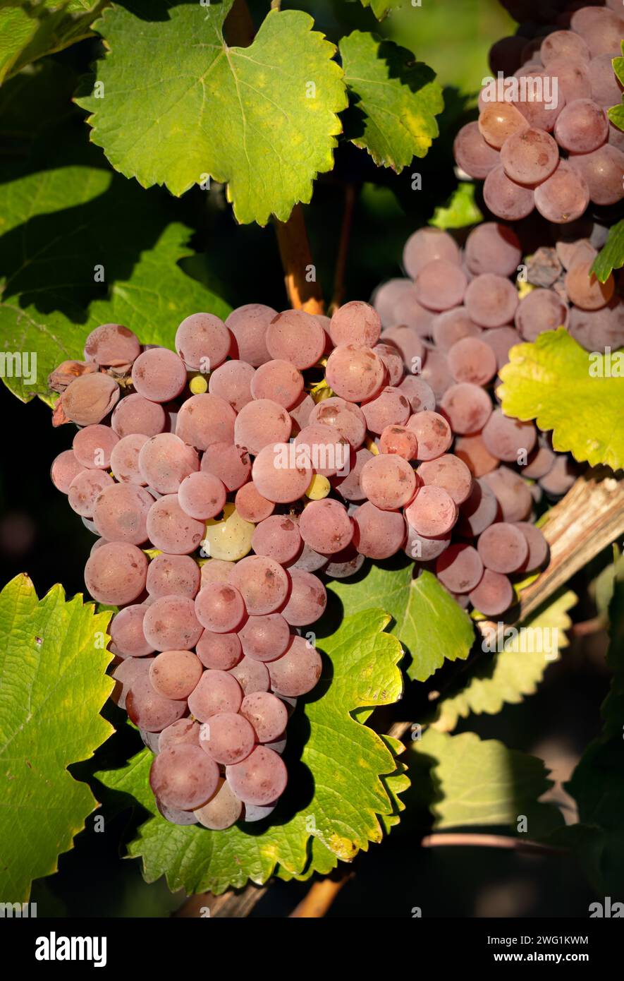 Alsatian Vineyard. View details of vines and bunches of grapes along ...