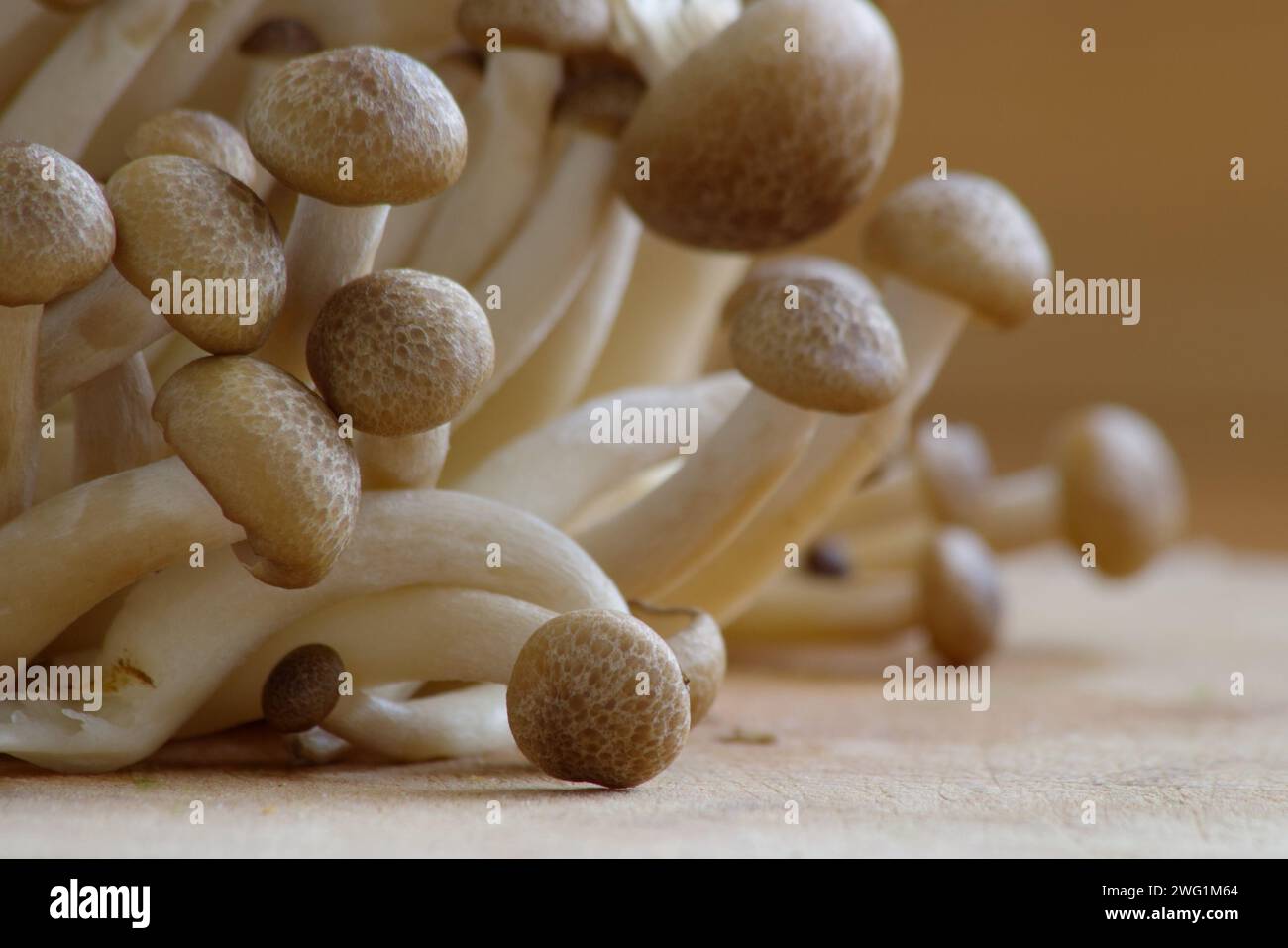 Brown shimeji mushrooms close-up background Stock Photo - Alamy