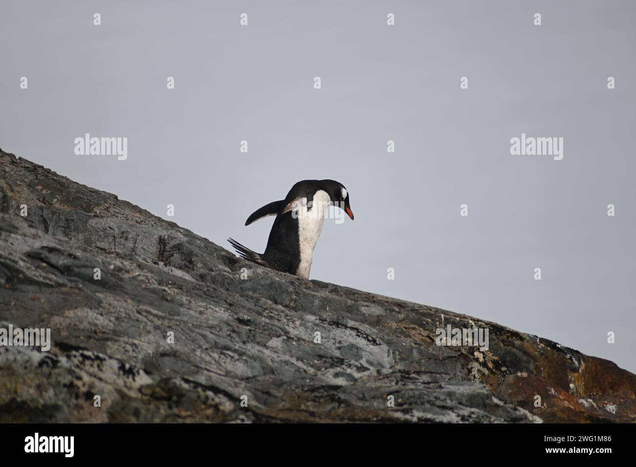 A Gentoo penguin walking down a rocky slope on Petermann Island ...