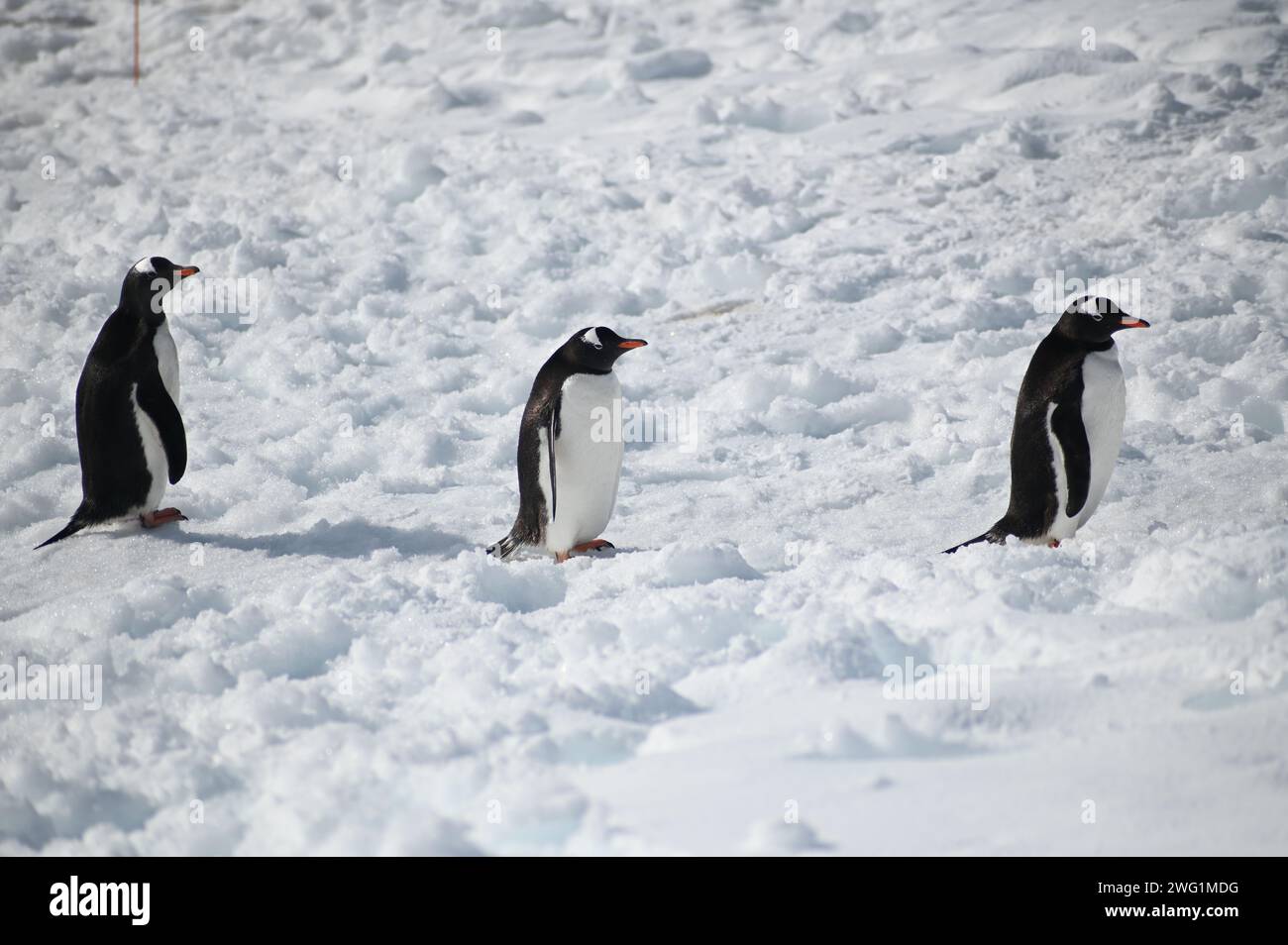 Three Gentoo penguins following each other while walking through the ...