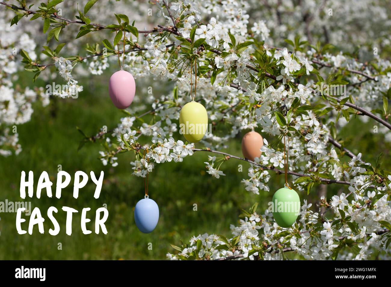 Greeting card with wishes of Happy Easter. branches of cherry blossoms ...