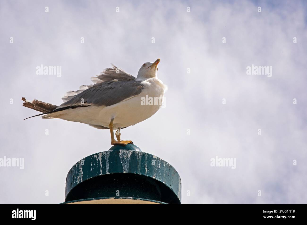 Tip of pendulum hi-res stock photography and images - Alamy