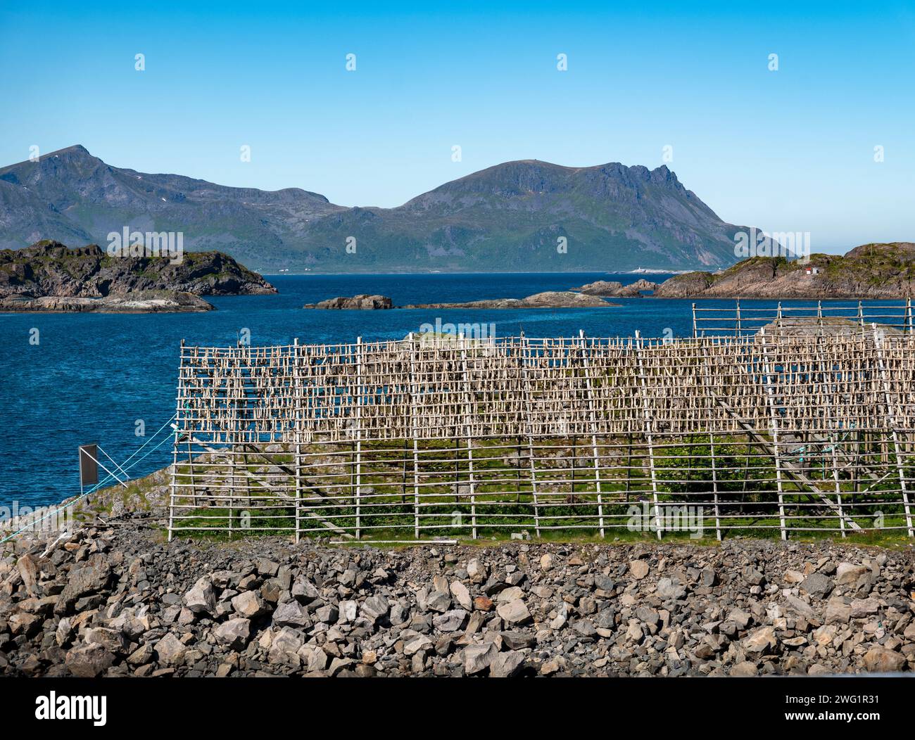Traditional fish drying in the Henningsvaer, Lofoten Islands, Norway ...
