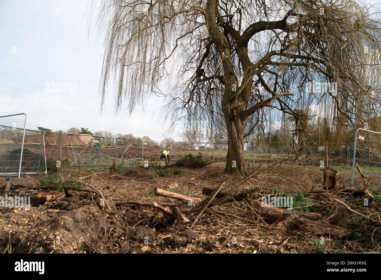 Maidenhead, UK. 2nd February, 2024. Having felled a Woodland Trust Tree ...