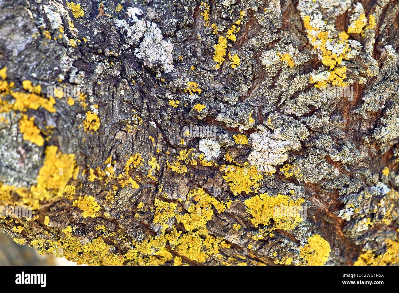Patio of town house with views of the mount. Almond tree bark detail ...