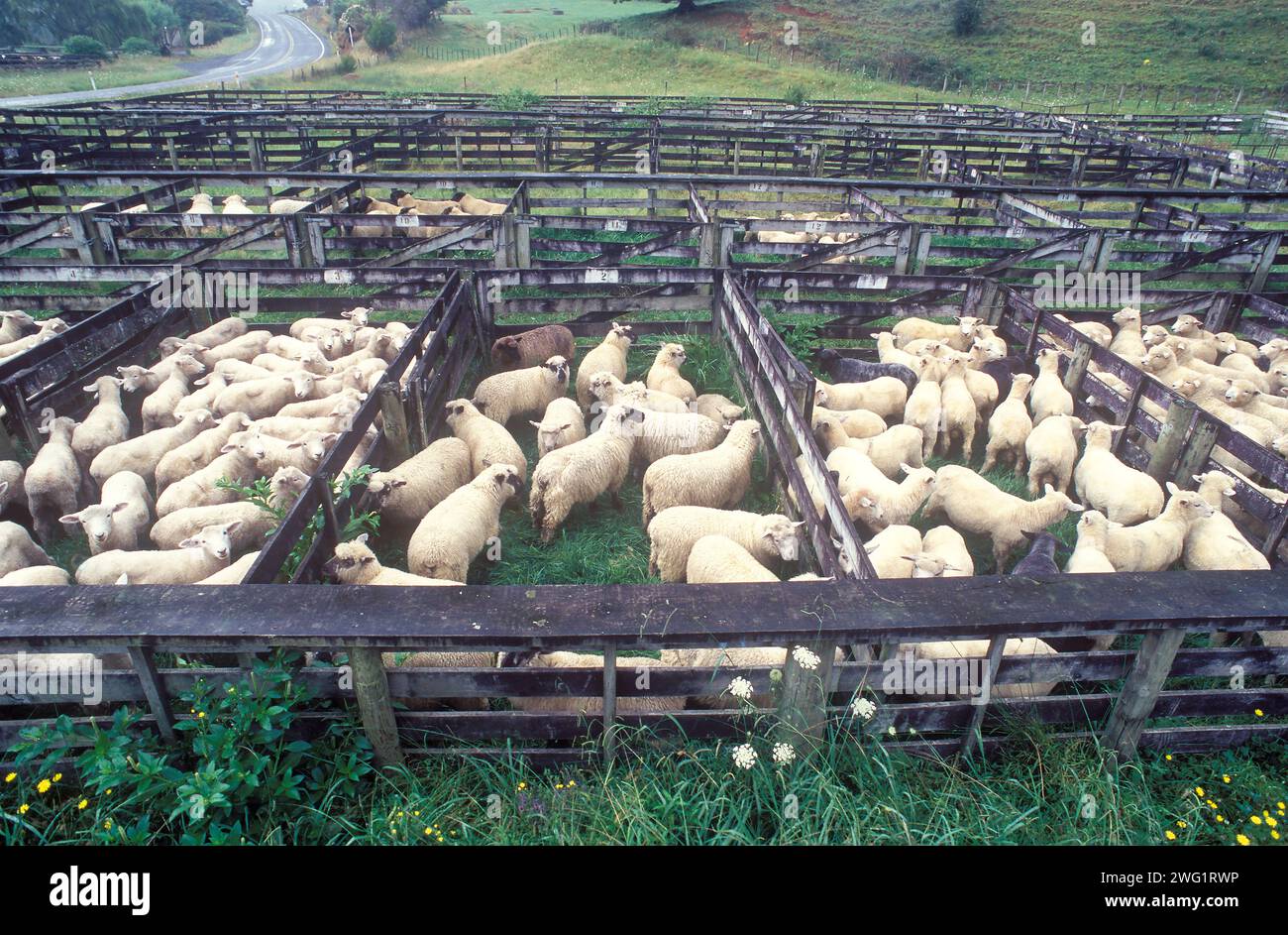 Sheep sorting hi-res stock photography and images - Alamy