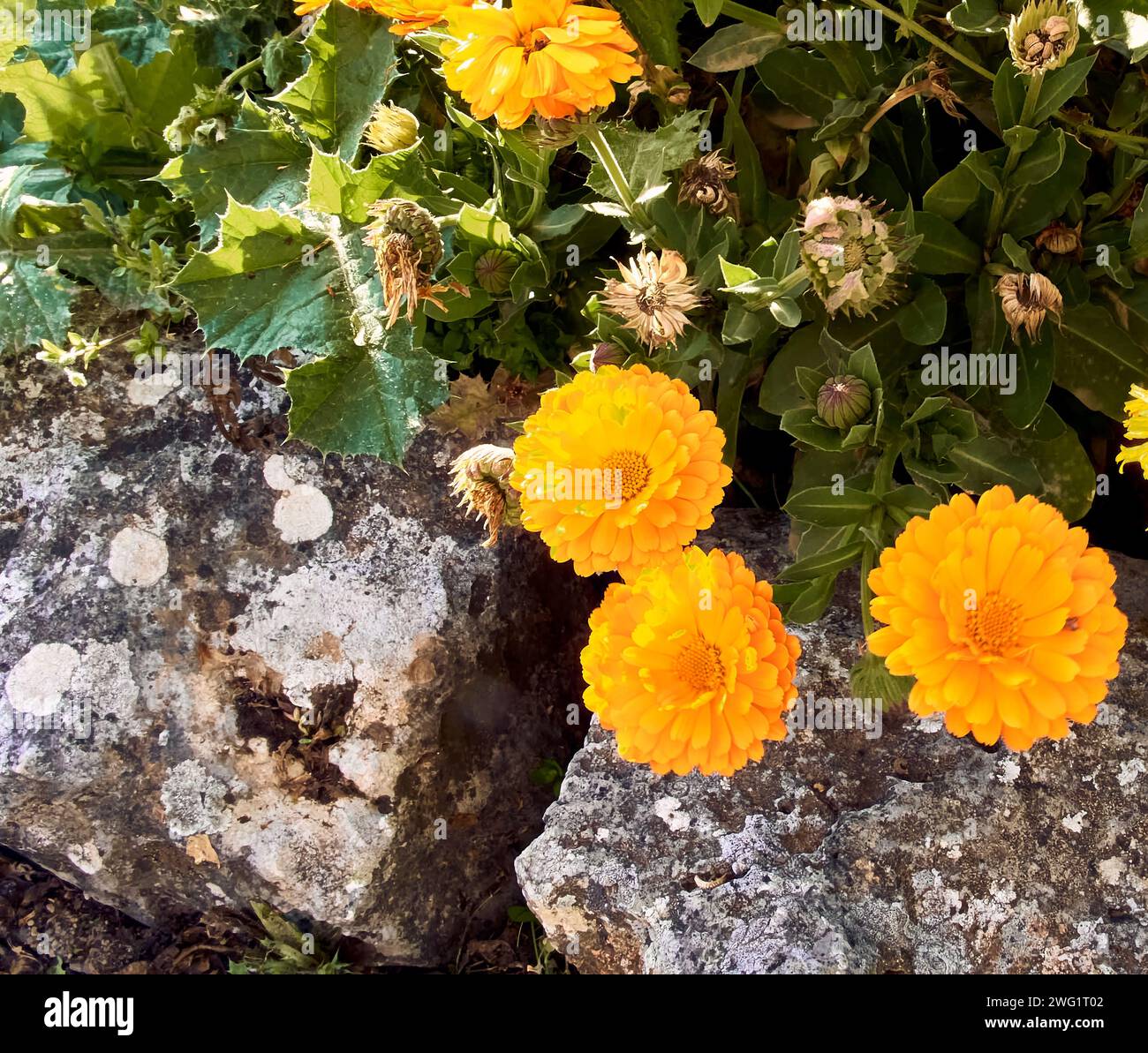 Marigolds (Calendula officinalis) and thistle (Silybum marianum) in the ...