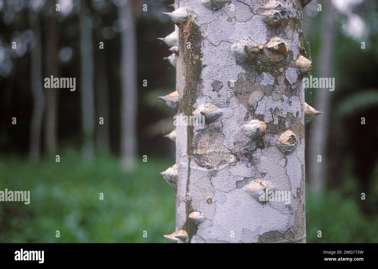 Tree with thorns hi-res stock photography and images - Alamy