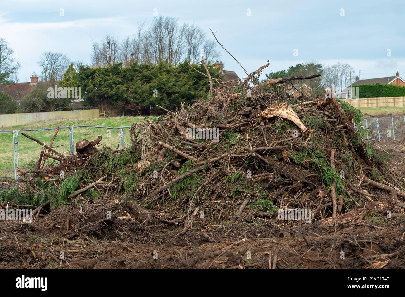 Maidenhead, UK. 2nd February, 2024. Having felled a Woodland Trust Tree ...