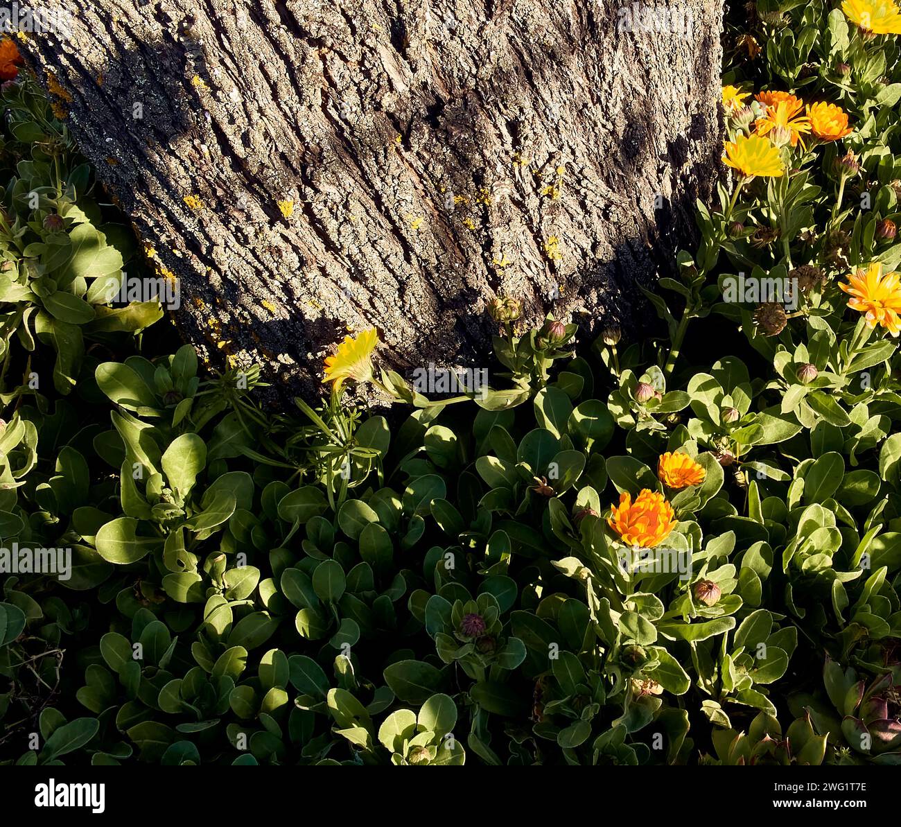 Ecosistema de biodiversidad hi-res stock photography and images - Alamy
