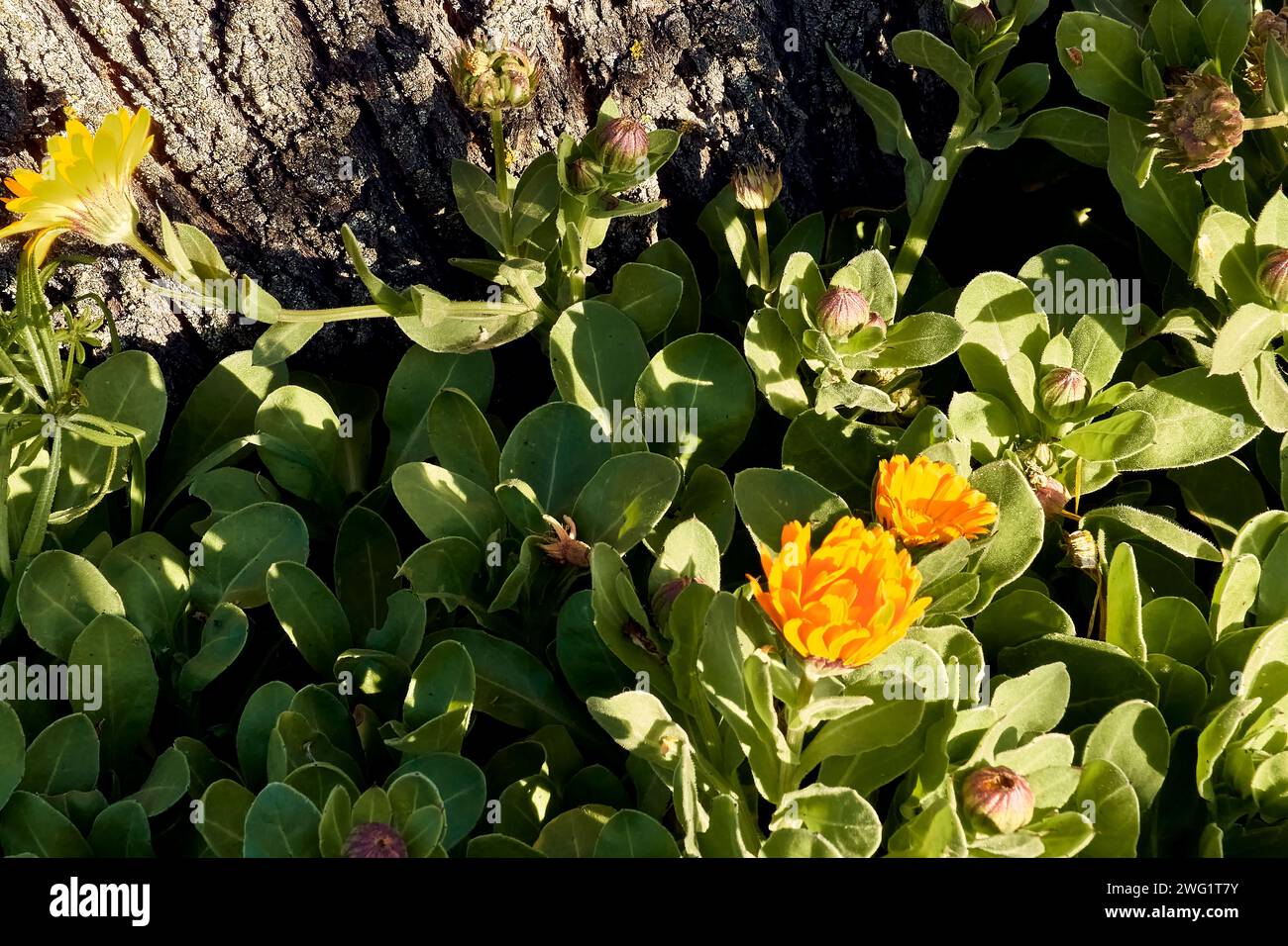 Ecosistema de biodiversidad hi-res stock photography and images - Alamy