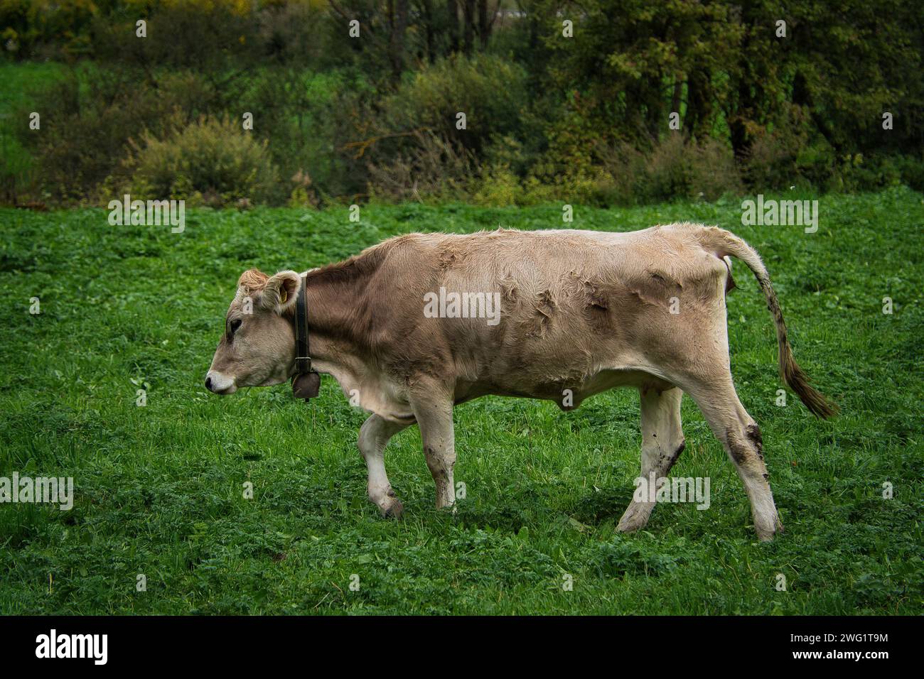 Lush green field with cow hi-res stock photography and images - Alamy