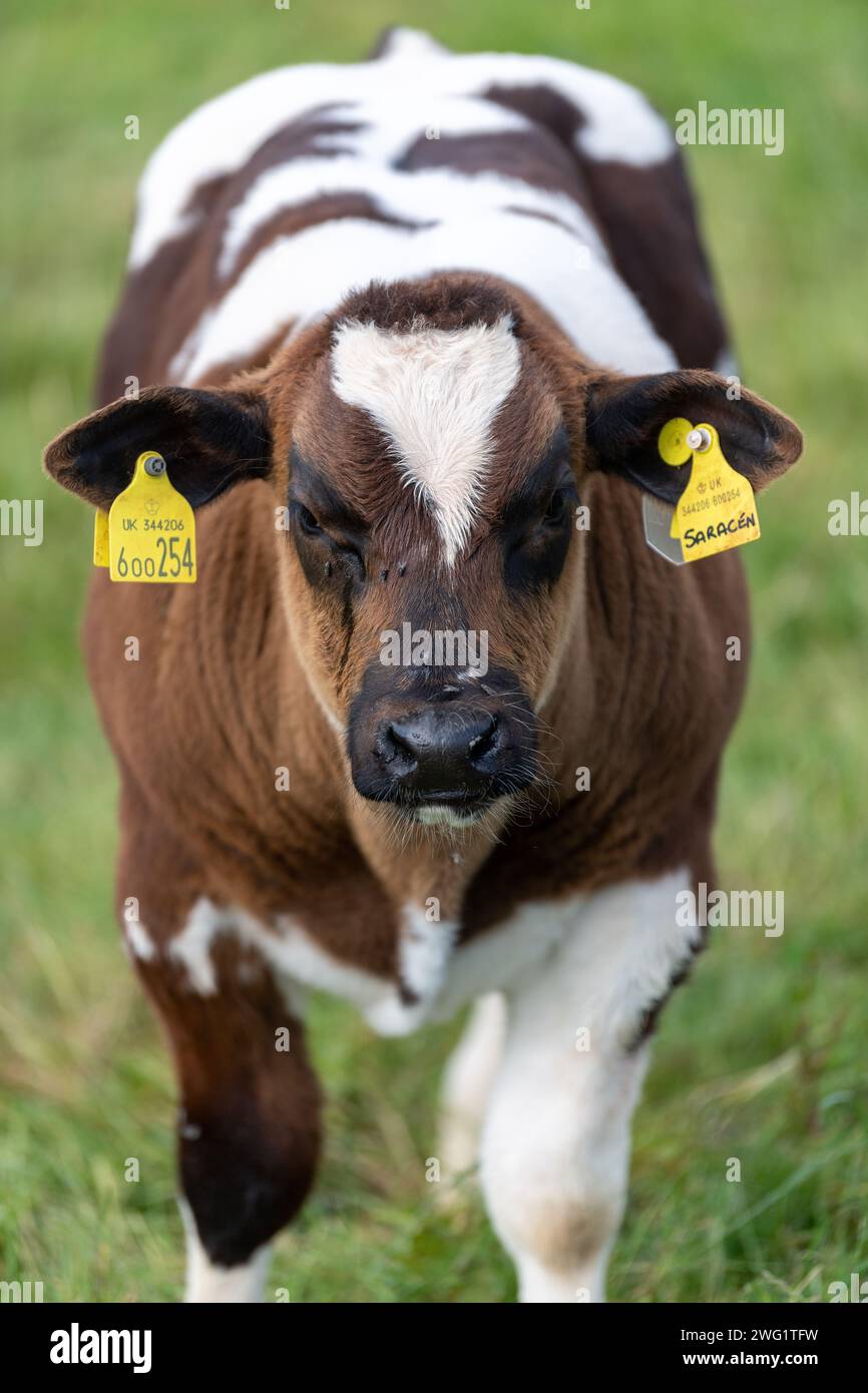 Pedigree bBritish Blue calf on lowland pasture, Somerset, UK Stock ...