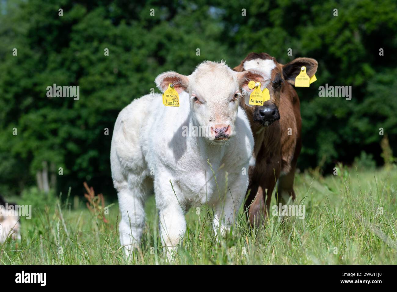 Cute pure white pedigree British Blue beef calf inpasture, Somerset, UK ...