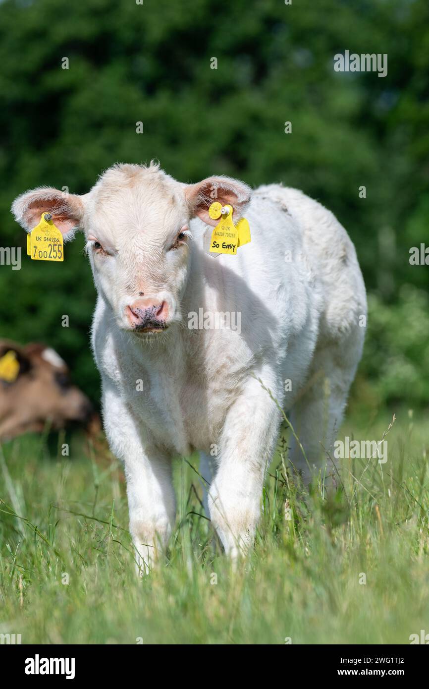 Cute pure white pedigree British Blue beef calf inpasture, Somerset, UK ...