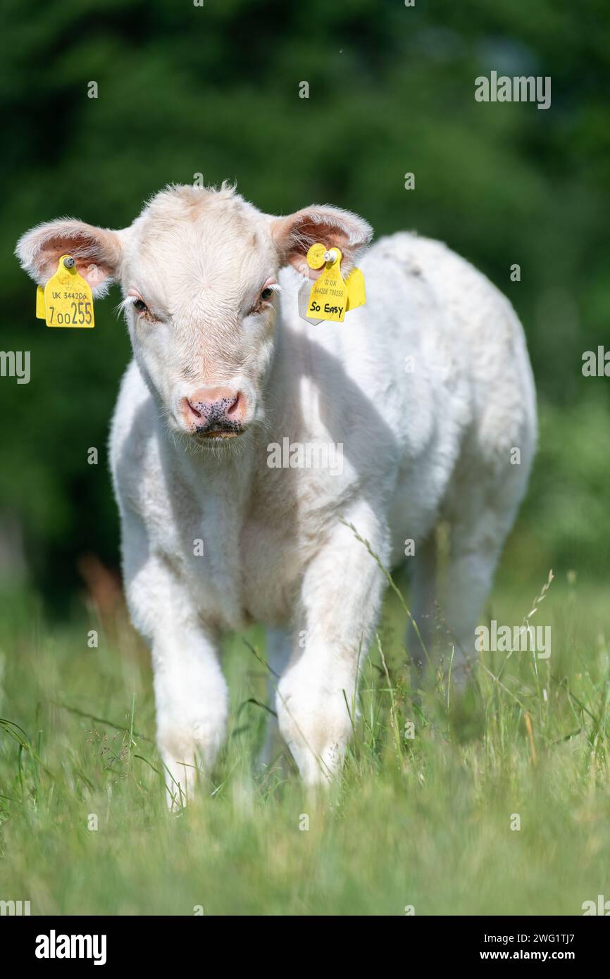 Cute pure white pedigree British Blue beef calf inpasture, Somerset, UK ...
