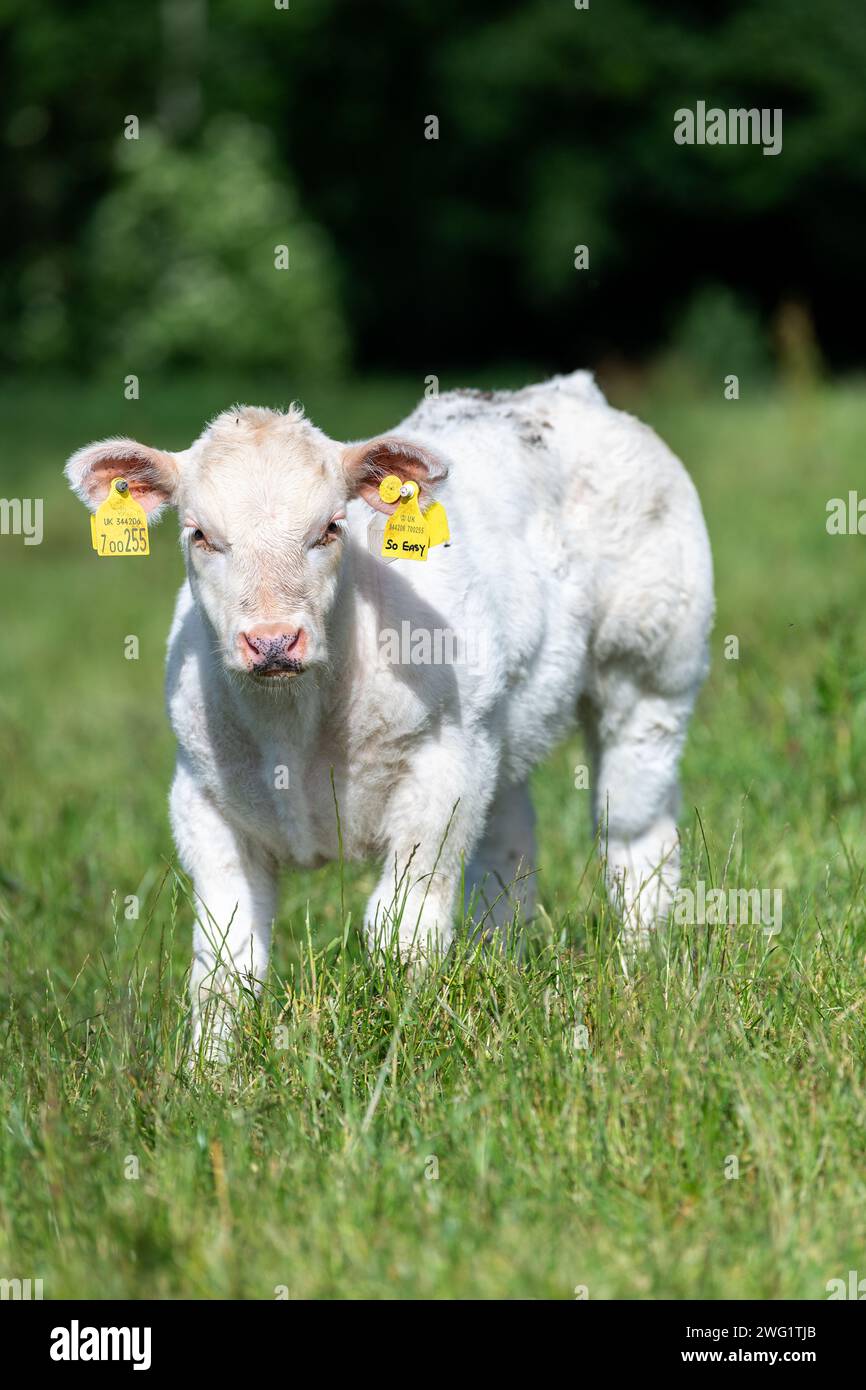 Cute pure white pedigree British Blue beef calf inpasture, Somerset, UK ...