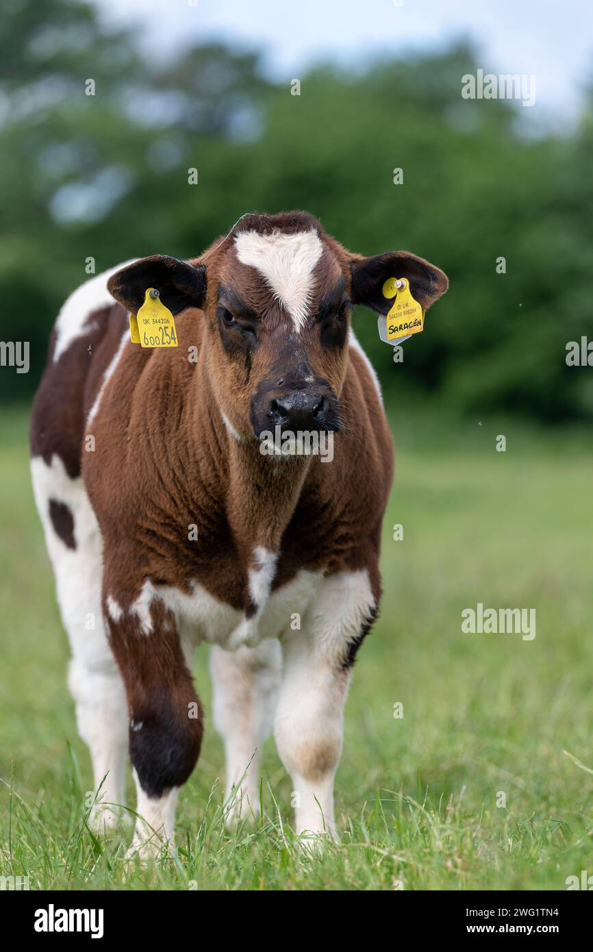 Pedigree bBritish Blue calf on lowland pasture, Somerset, UK Stock ...