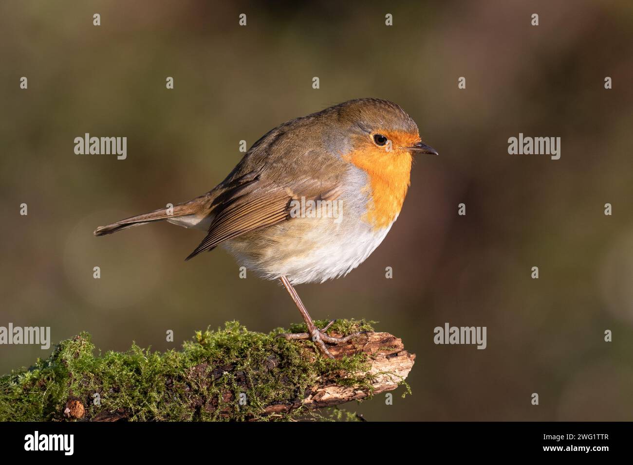 Robin feeding family hi-res stock photography and images - Alamy