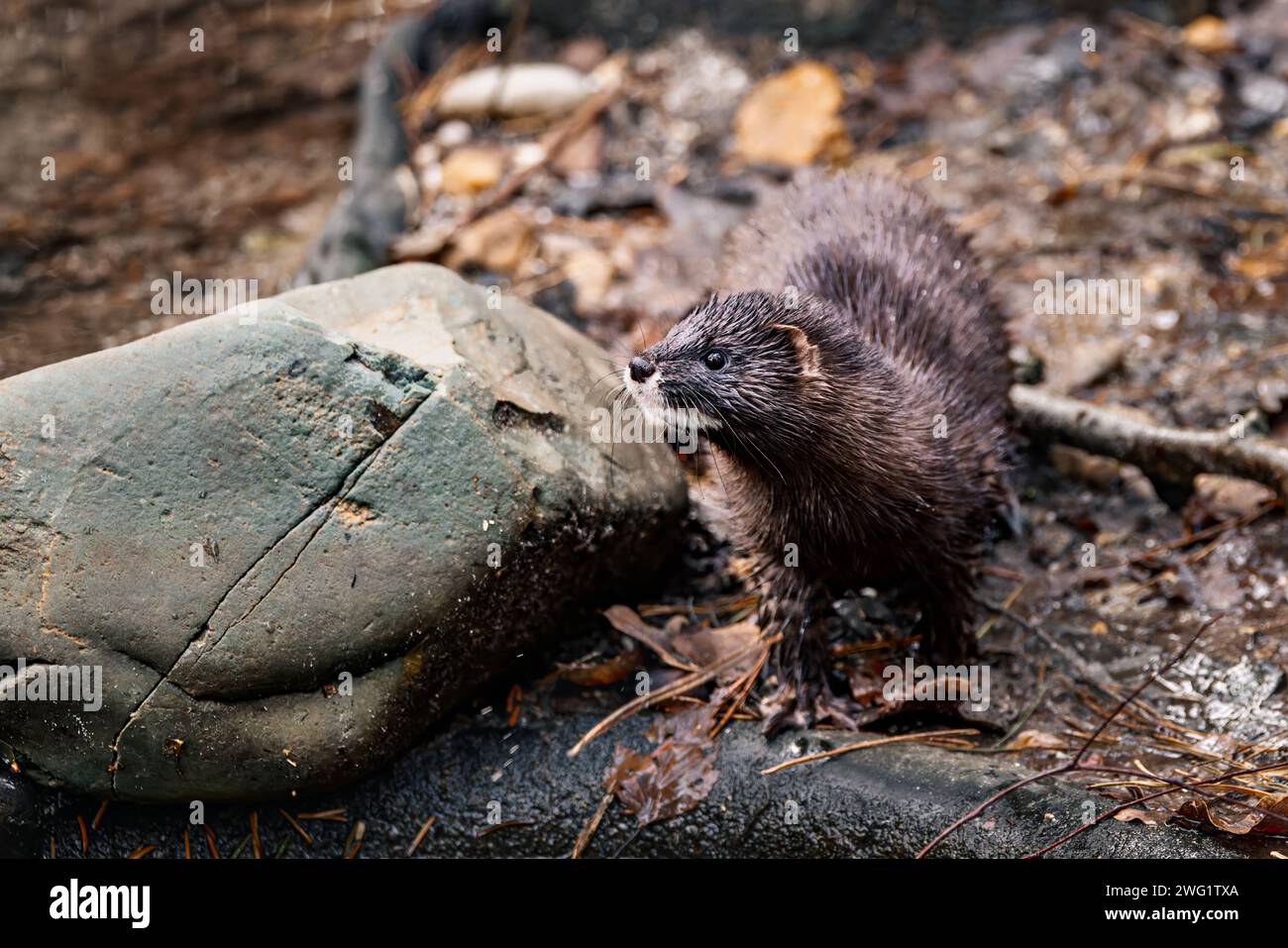 A furry critter traverses rocky terrain Stock Photo - Alamy