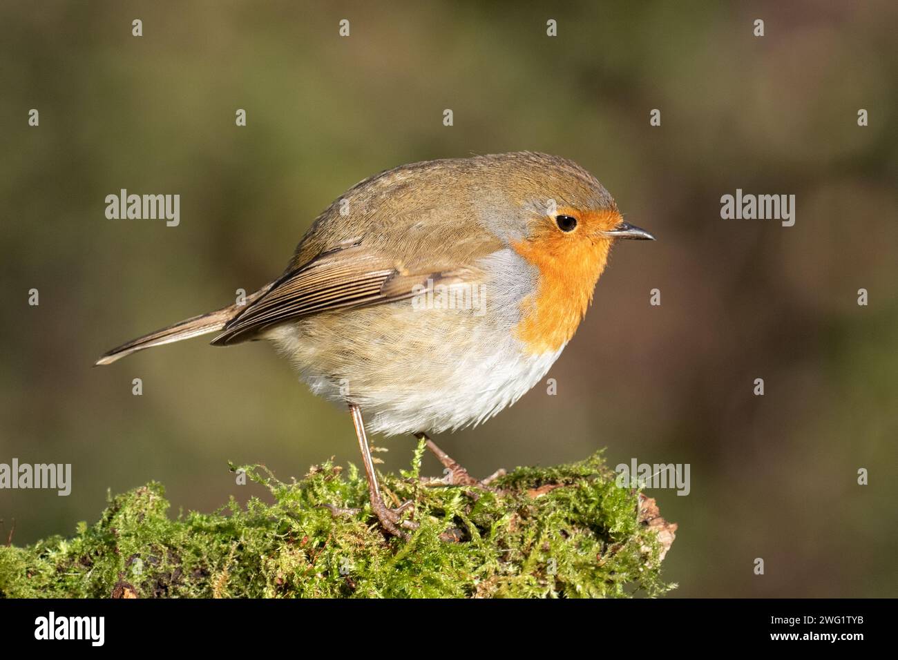 Robin feeding family hi-res stock photography and images - Alamy