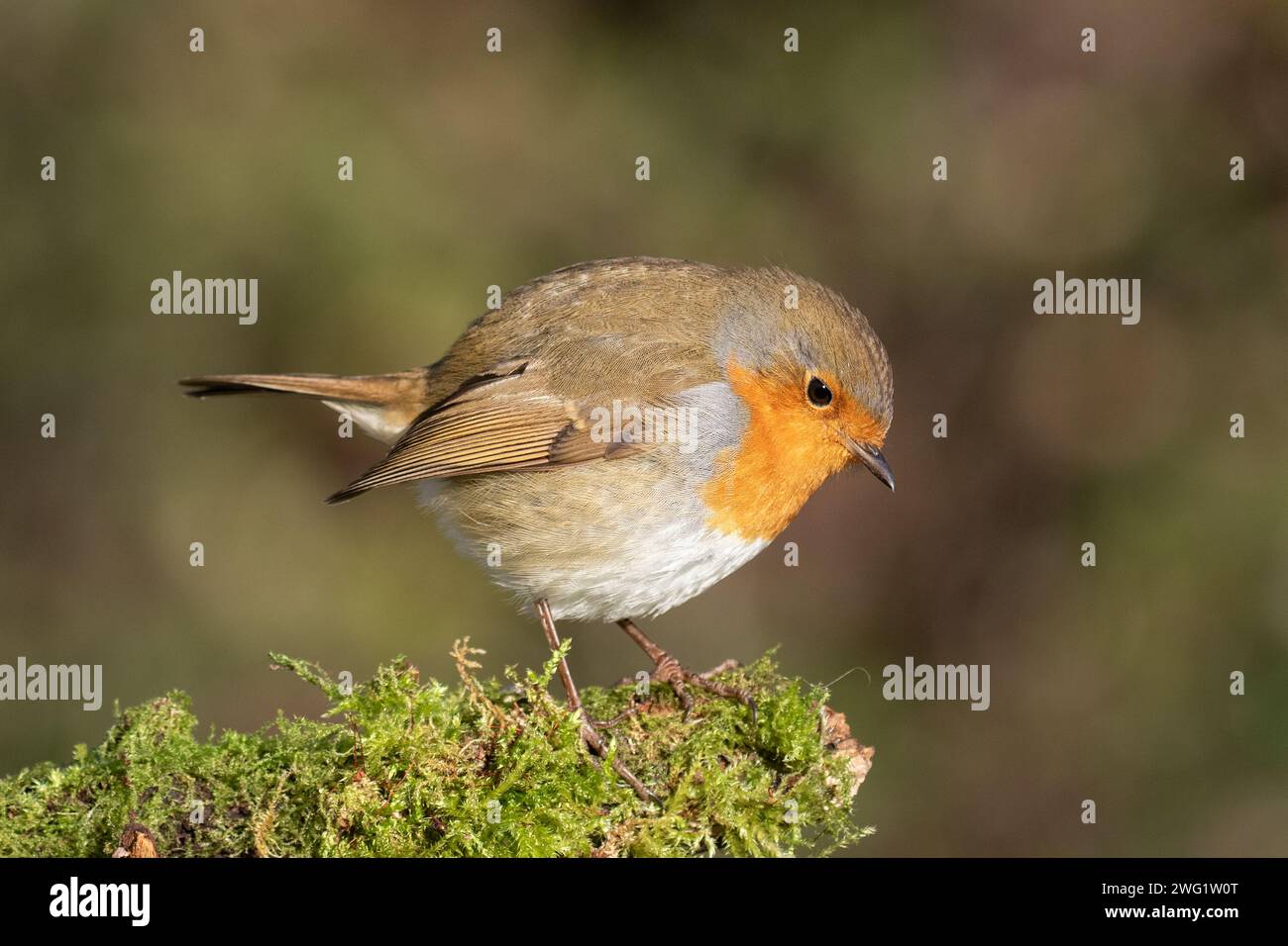 Robin feeding family hi-res stock photography and images - Alamy