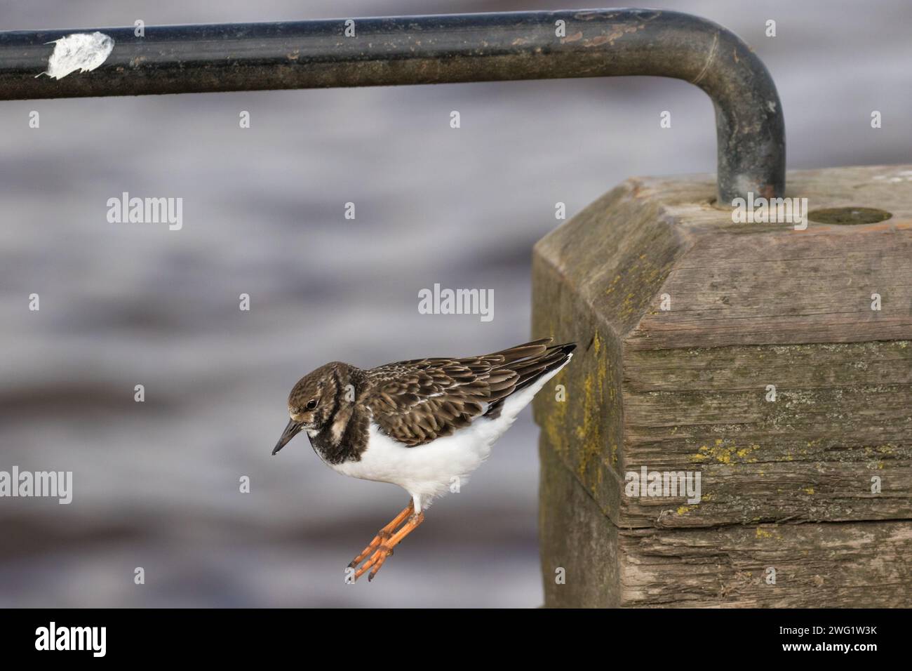 Harbour jumping hi-res stock photography and images - Alamy