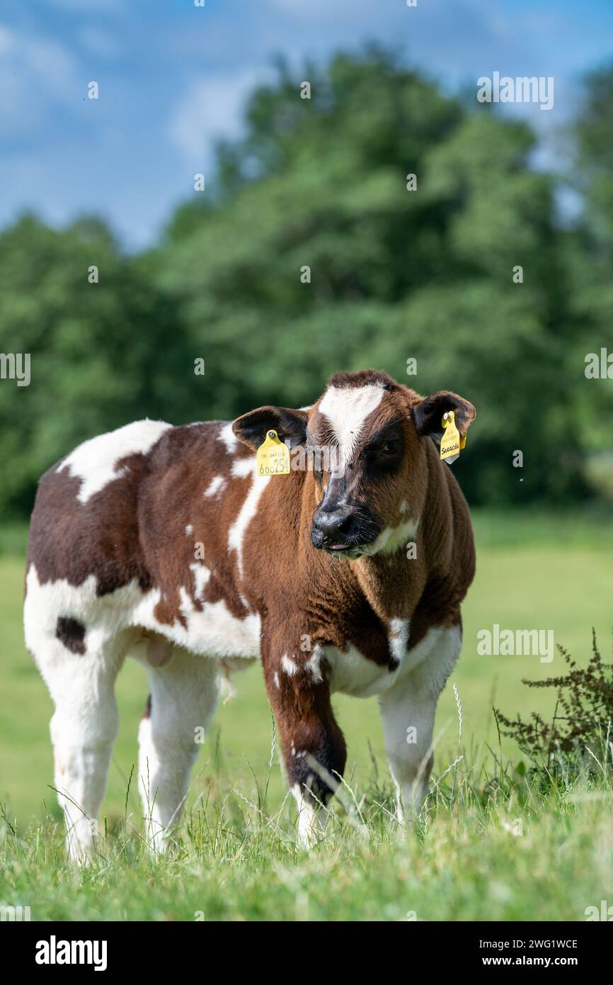 Pedigree bBritish Blue calf on lowland pasture, Somerset, UK Stock ...