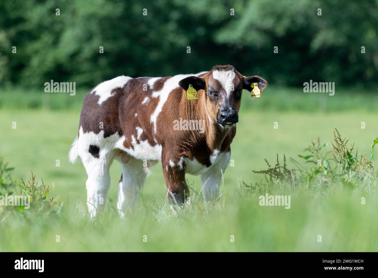 Pedigree bBritish Blue calf on lowland pasture, Somerset, UK Stock ...