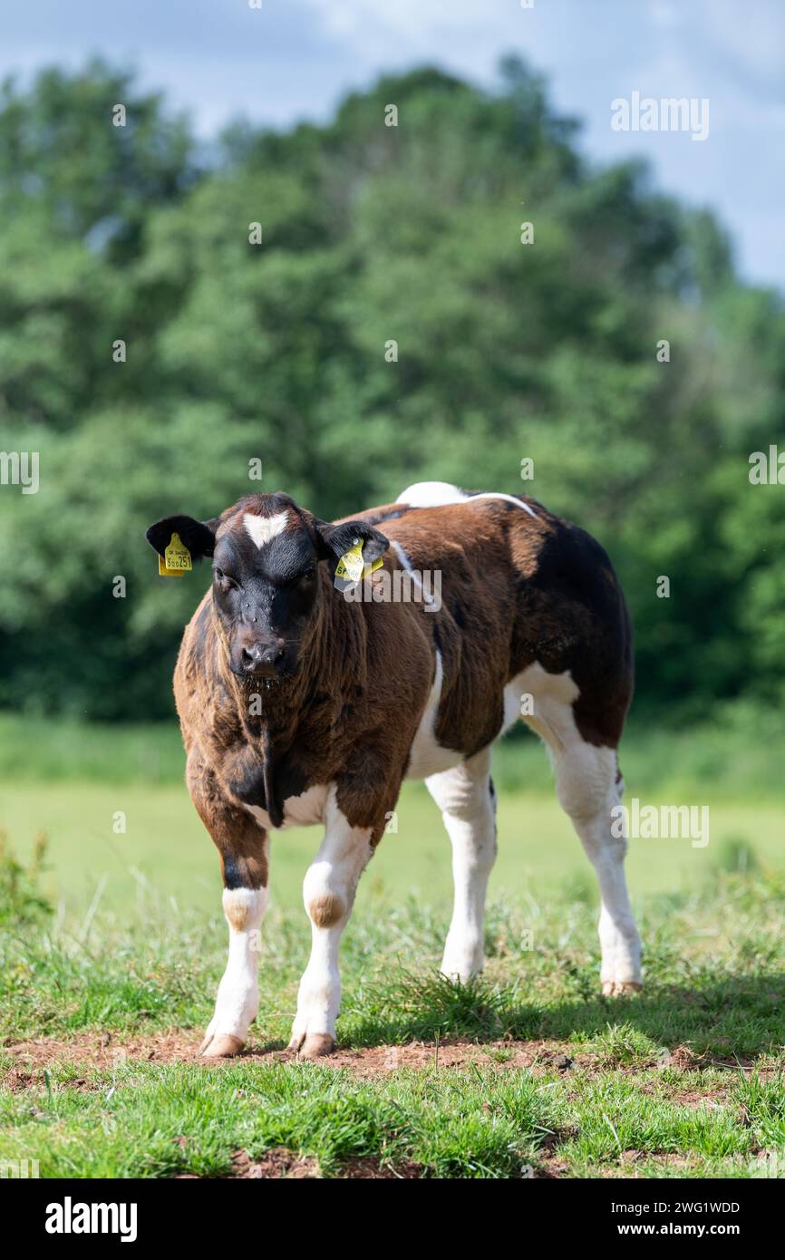 Pedigree bBritish Blue calf on lowland pasture, Somerset, UK Stock ...