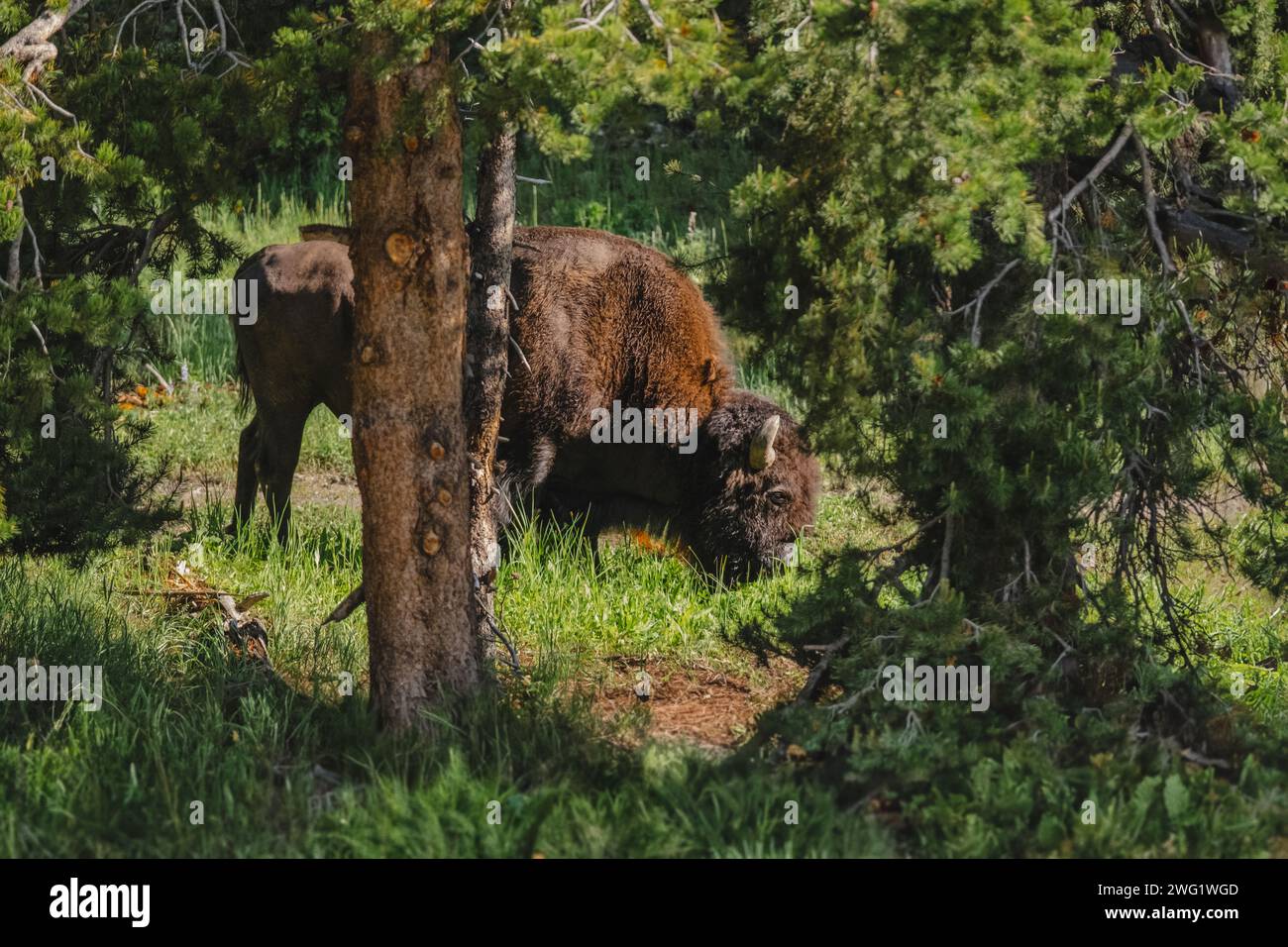 Herd american bison in rocky hi-res stock photography and images - Alamy