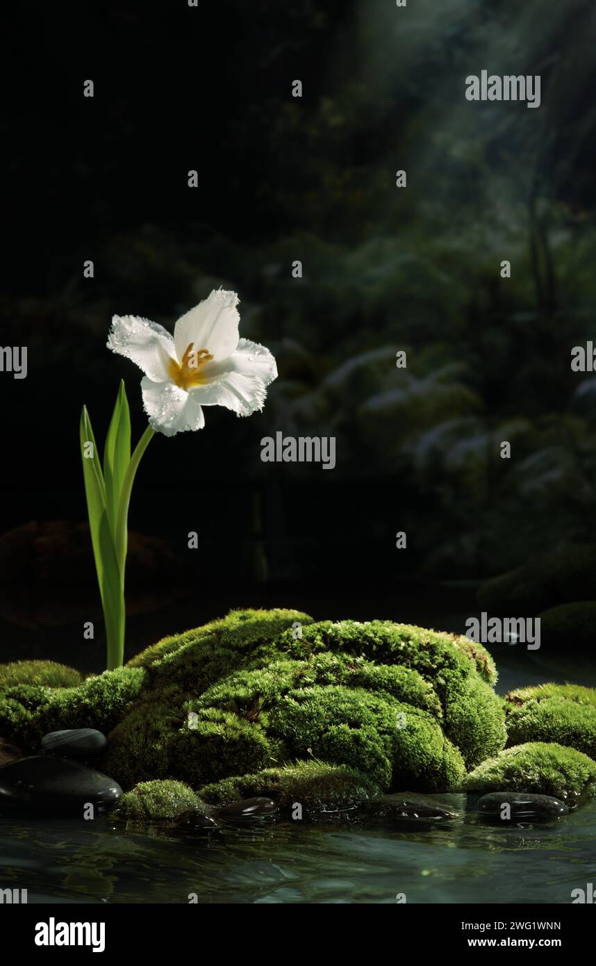 Product presentation backdrops, background for product shots, product ...