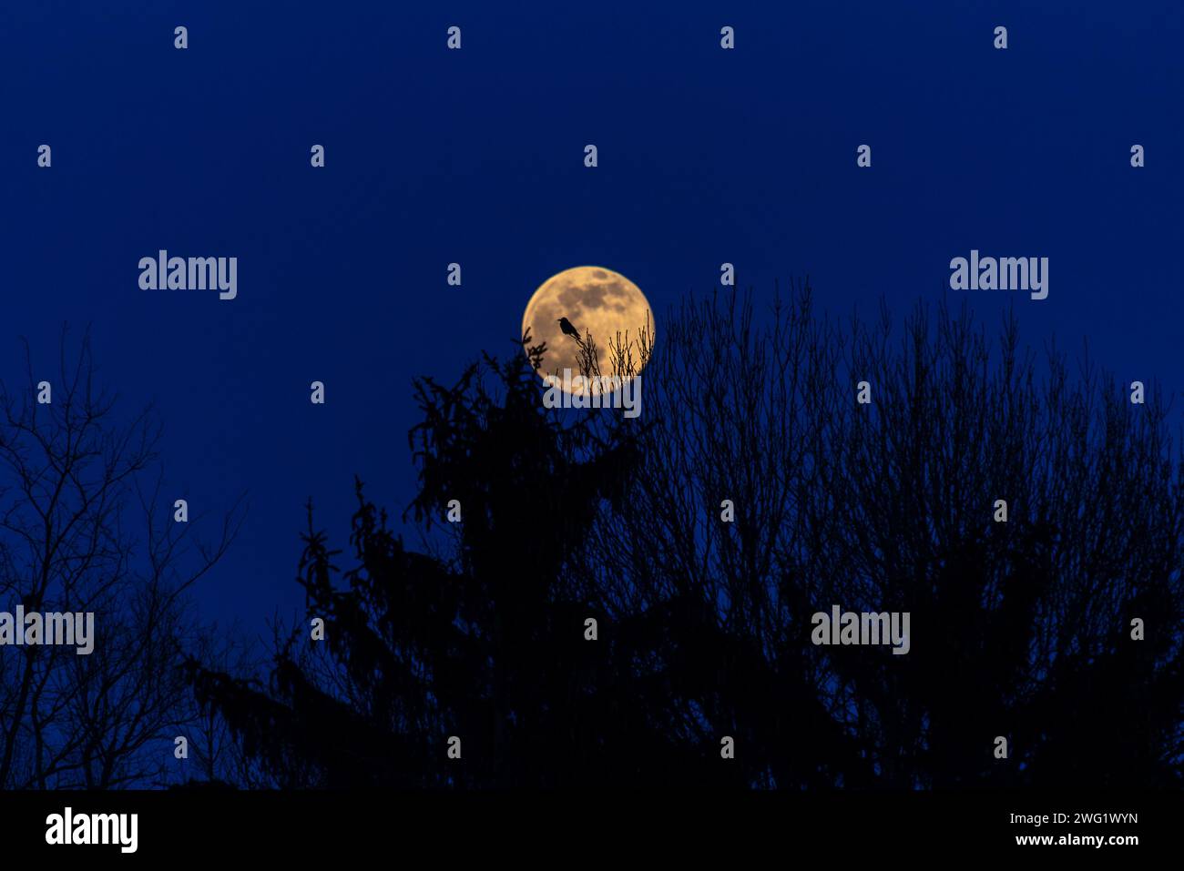 Blackbird sits on the tree in front of the moon at night. Dark blue ...