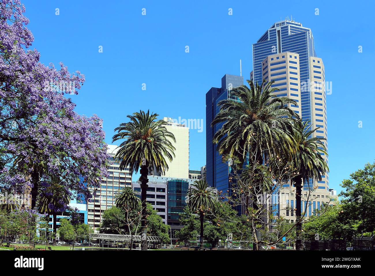 Green oasis with palm and lilac jacaranda trees among skyscrapers in ...