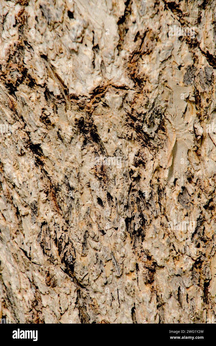 Wooden texture close up photo of bark of Elm. Seamless Tileable Texture ...