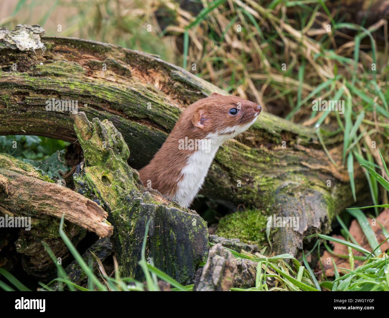 Juvenile Weasel Looking Out a Hole Stock Photo - Alamy
