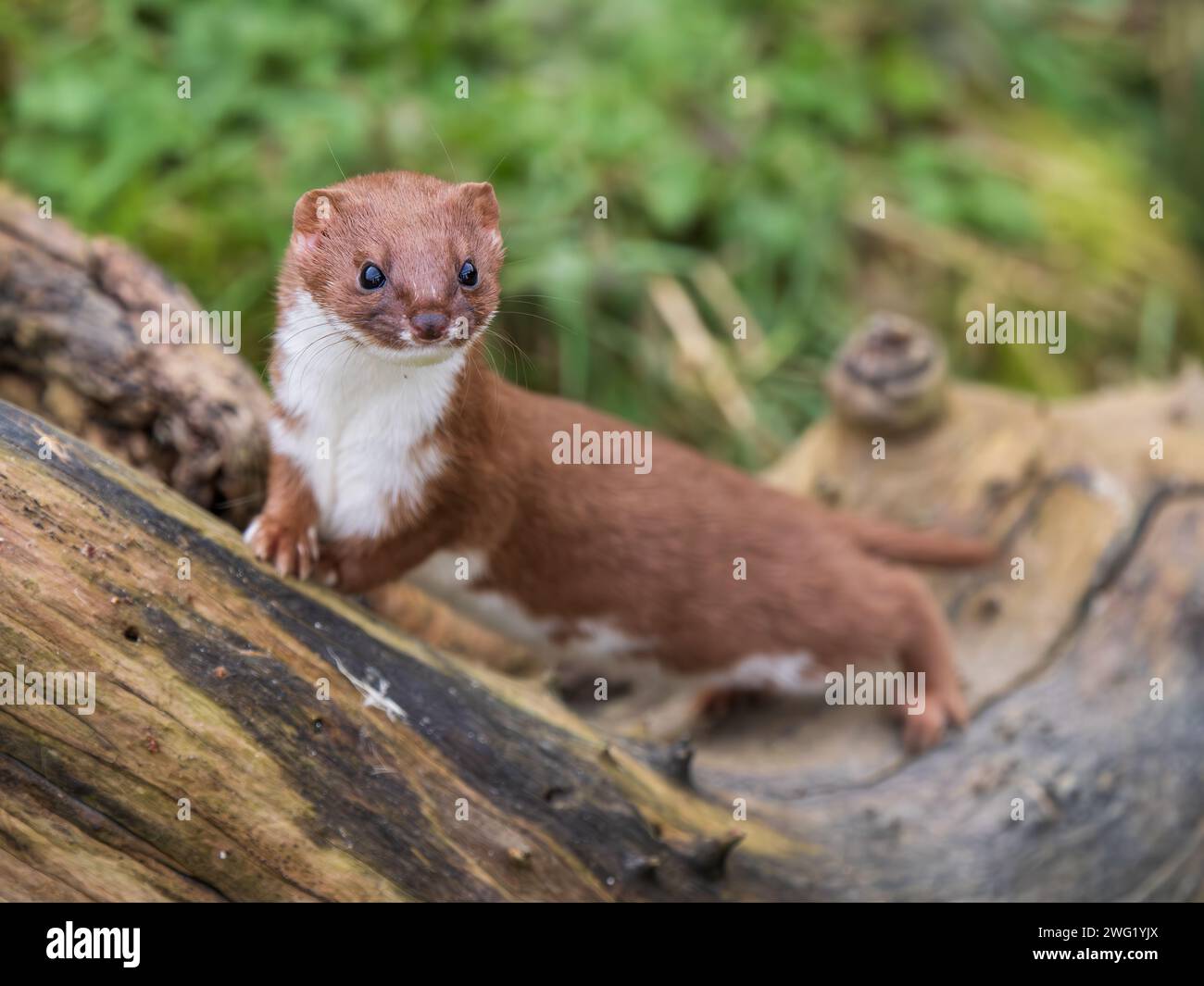 Juvenile Weasel Looking Out a Hole Stock Photo - Alamy